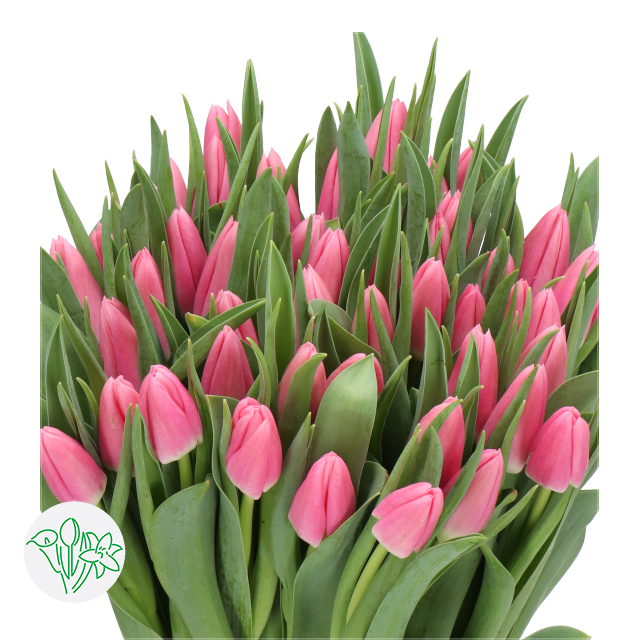 Tulip Matchmaker | Holex Flower