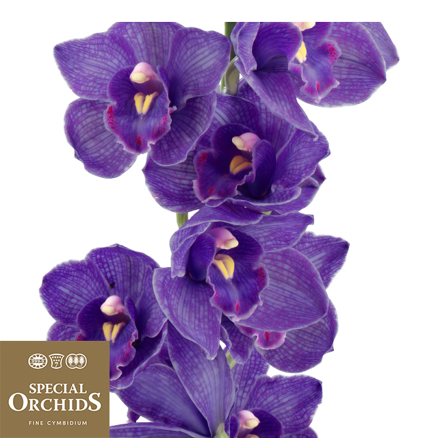 Cymbidium Dyed Violet | Holex Flower