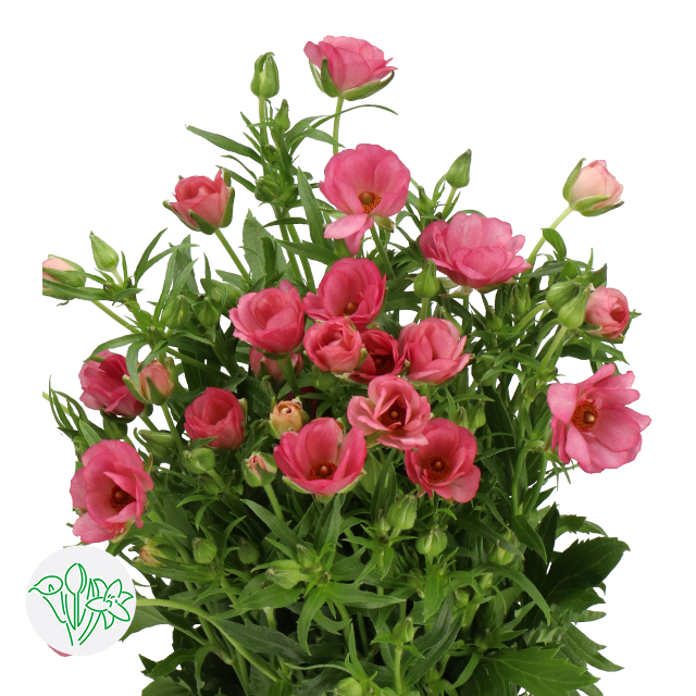 Ranunculus Butterfly Lycia Kenya | Holex Flower