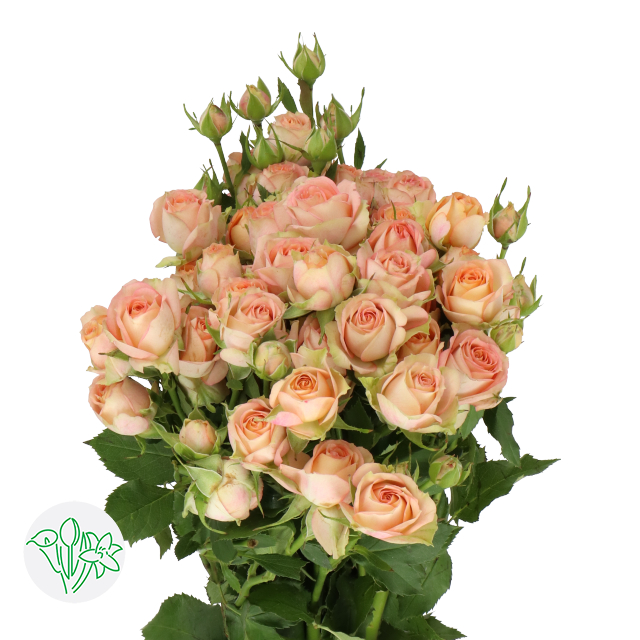 Rosa Spray Azore | Holex Flower
