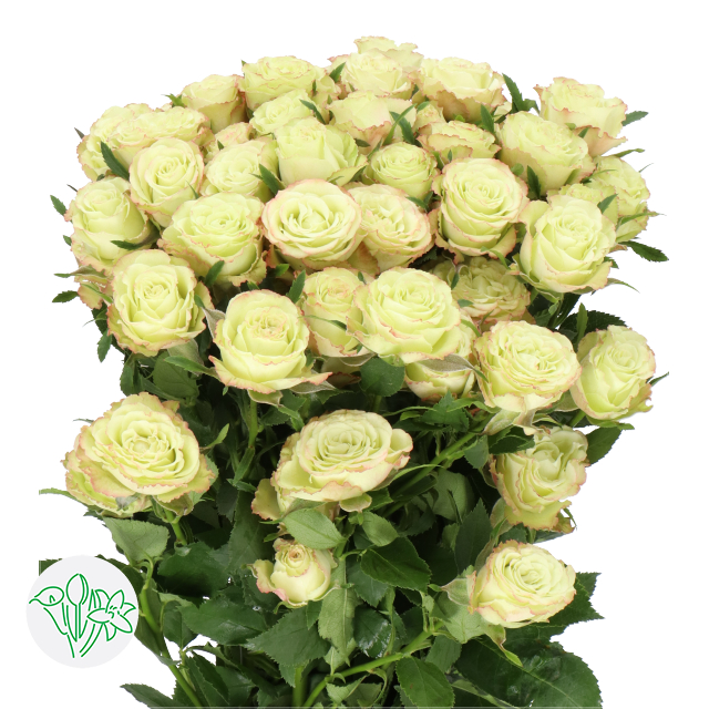 Rosa Spray Limousine | Rosa Spray | Rosa Spray | Rosa | Flowers | All ...