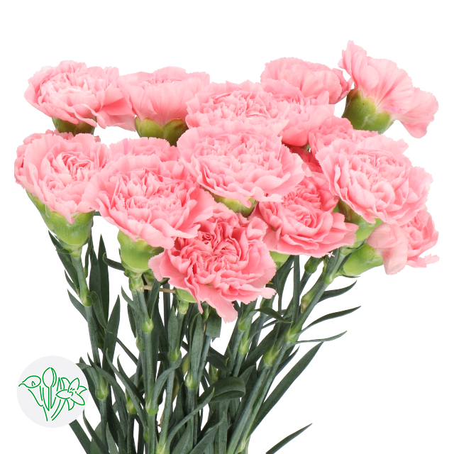 Carnation Pink Montezuma | Holex Flower