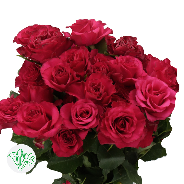 Rosa Spray Roseberry | Holex Flower