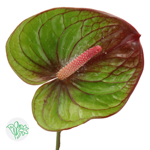 Anthurium Absolute | Holex Flower