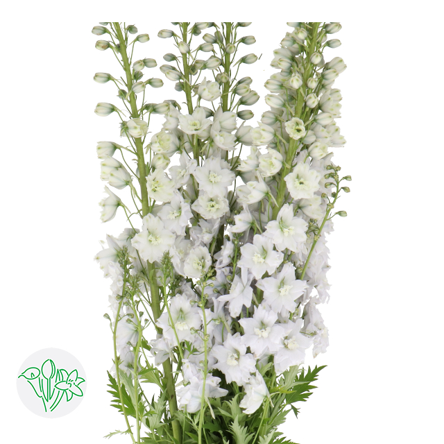 Delphinium Elatum Dewi Impressive White | Holex Flower