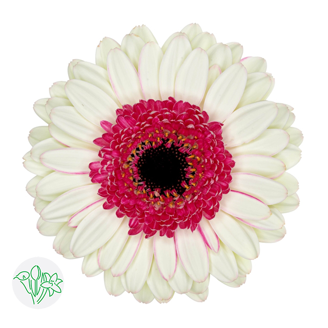 Germini Double Fun (Grower Pack) | Germini | Germini (grower pack ...
