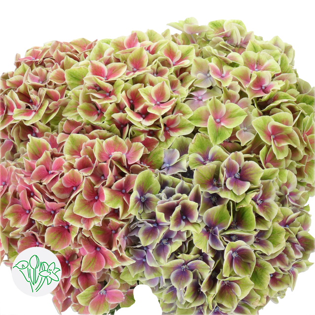Hydrangea Sweet Esperance | Holex Flower
