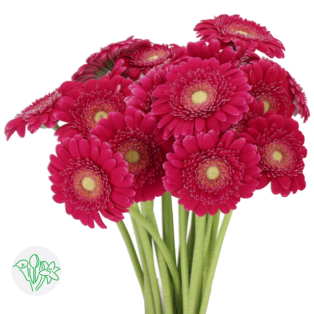 Germini Nano Piccolini Ditella | Germini | Germini (bundled) | Gerbera ...