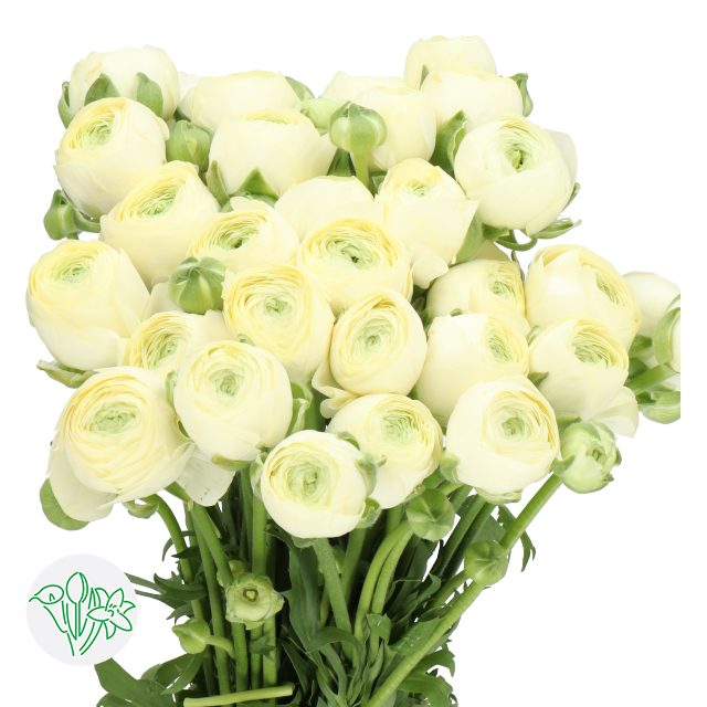 Ranunculus Cloni Creme 511 | Holex Flower
