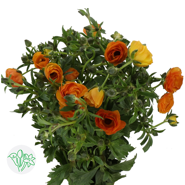 Ranunculus Magical Marmalade Kenya | Holex Flower