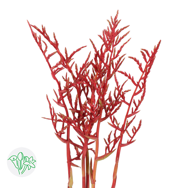 Bromelia Red Paloma | Holex Flower