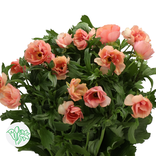 Ranunculus Moderna Carezza | Holex Flower