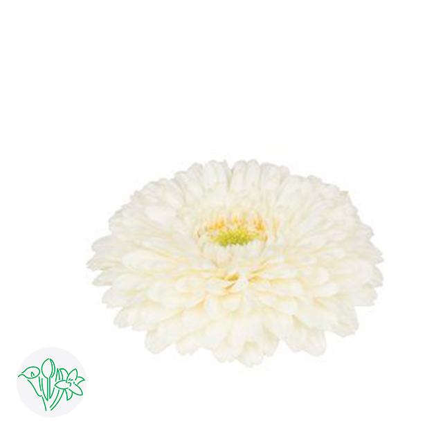 Germini Pomponi Blanco | Holex Flower