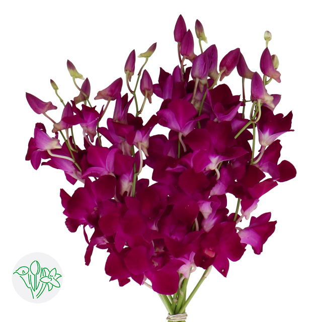 Dendrobium Red Bull | Holex Flower