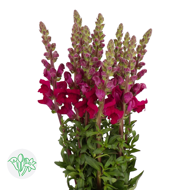 Snapdragon Potomac Red | Snapdragon | Antirrhinum (Snapdragon) | More ...