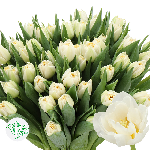 Tulip Double Iceberg | Holex Flower