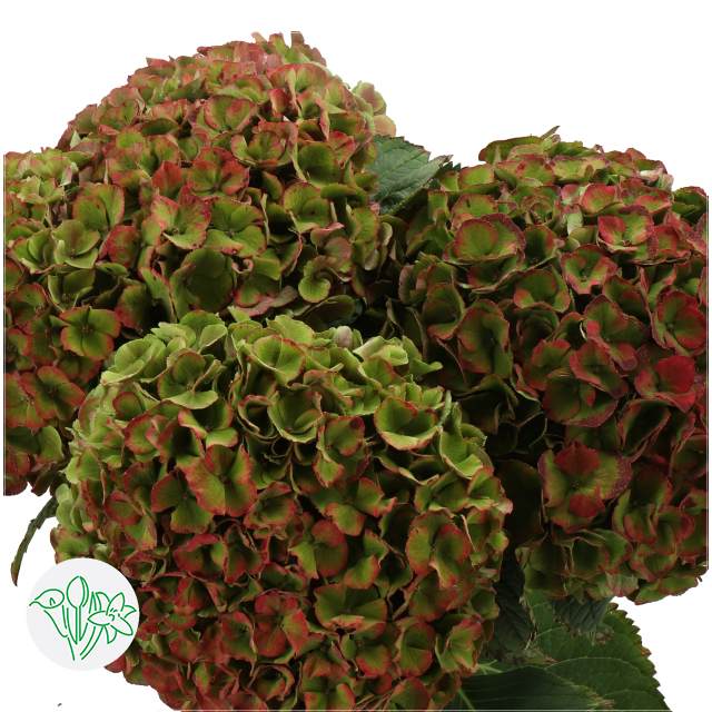 Hydrangea Classic My Beautiful Rio Red/Green | Holex Flower
