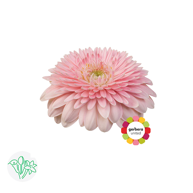 Germini Pomponi Panucci | Holex Flower