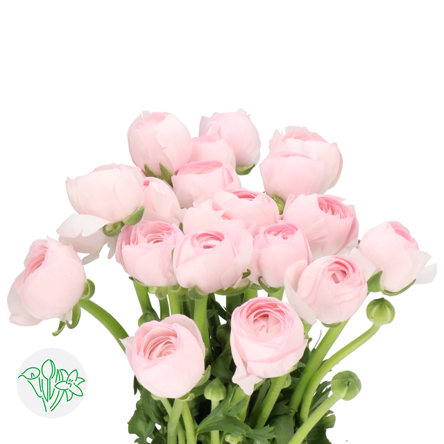 Ranunculus Cloni Lady Pink | Holex Flower