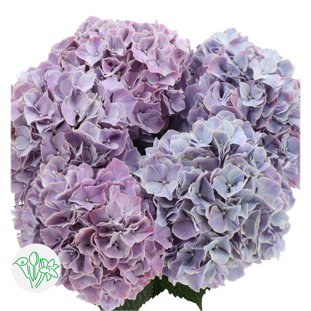 Hydrangea Magical Sweet Ruby Lavender | Hydrangea | Hydrangea ...