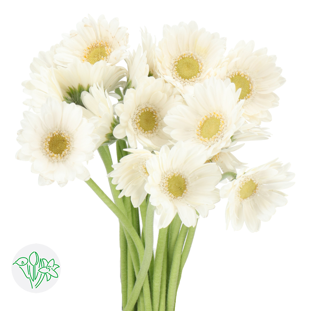 Germini Nano Piccolini Ponza | Holex Flower