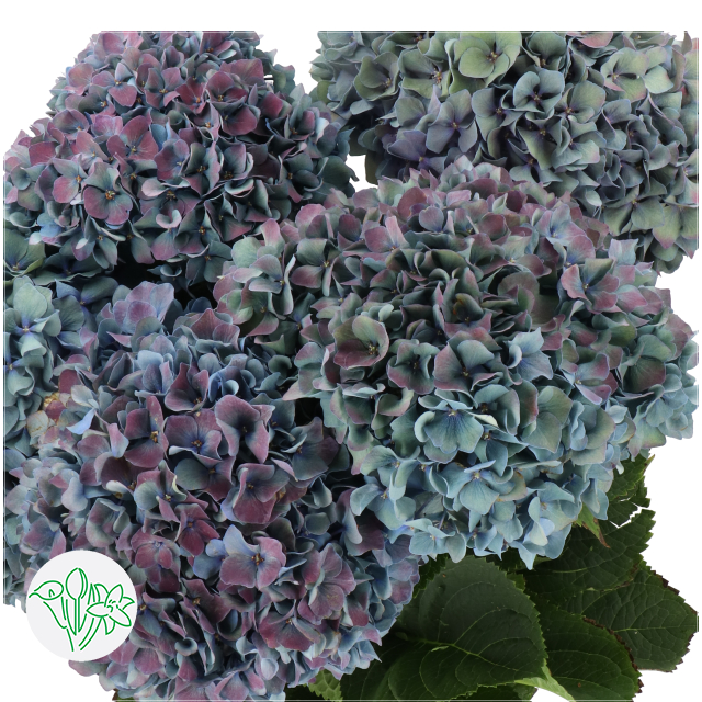 Hydrangea Classic Pimpernel | Holex Flower