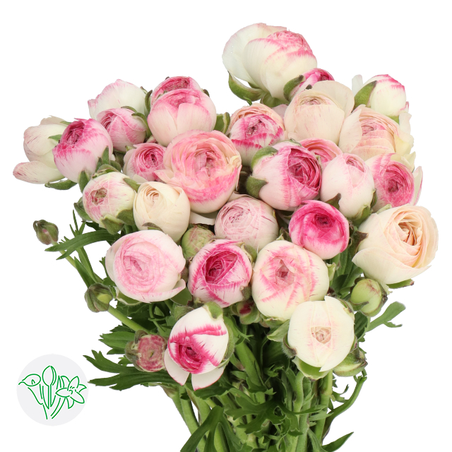 Ranunculus Elegance White Sfumato | Holex Flower