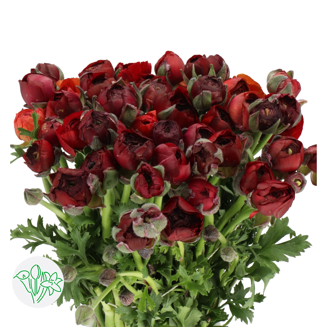 Ranunculus Cloni Chocolate | Ranunculus | Ranunculus | Flowers | All ...
