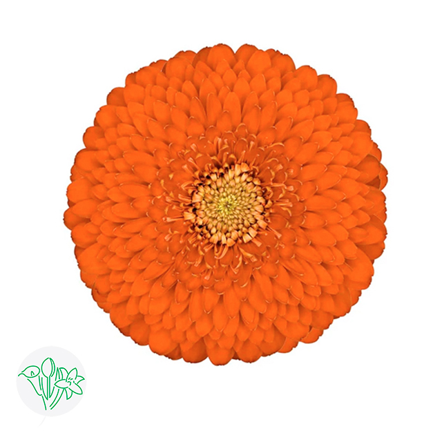 Germini Pomponi Fozzie | Holex Flower