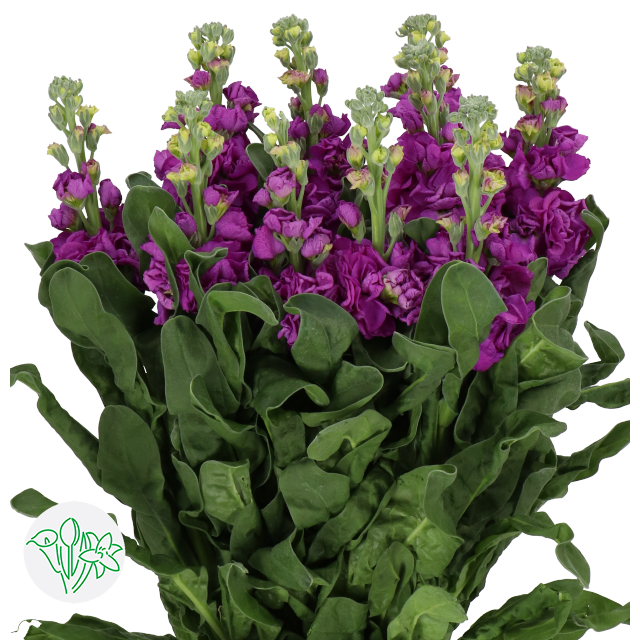 Matthiola (Stock) Iron Purple | Holex Flower