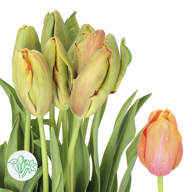 Tulip French Avignon | Holex Flower