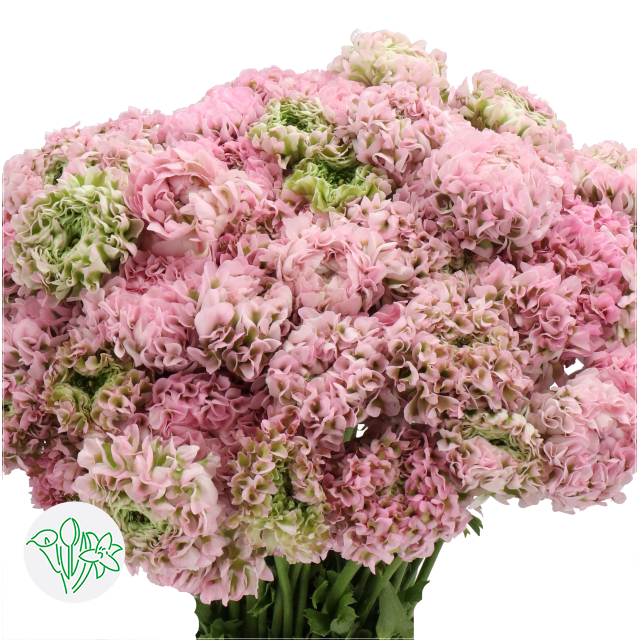Ranunculus Pon-Pon Hermione | Holex Flower