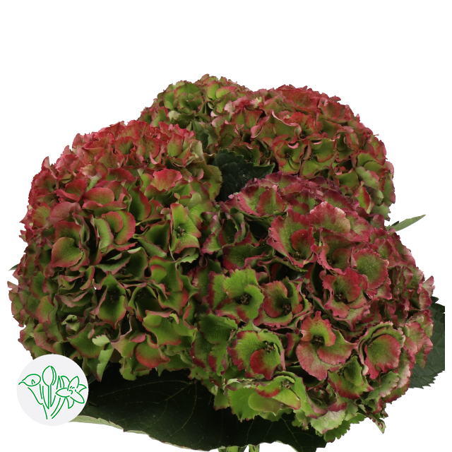 Hydrangea Classic Royal Palace Green/Red | Holex Flower