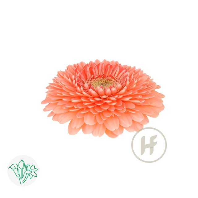 Germini Pomponi Jive | Holex Flower