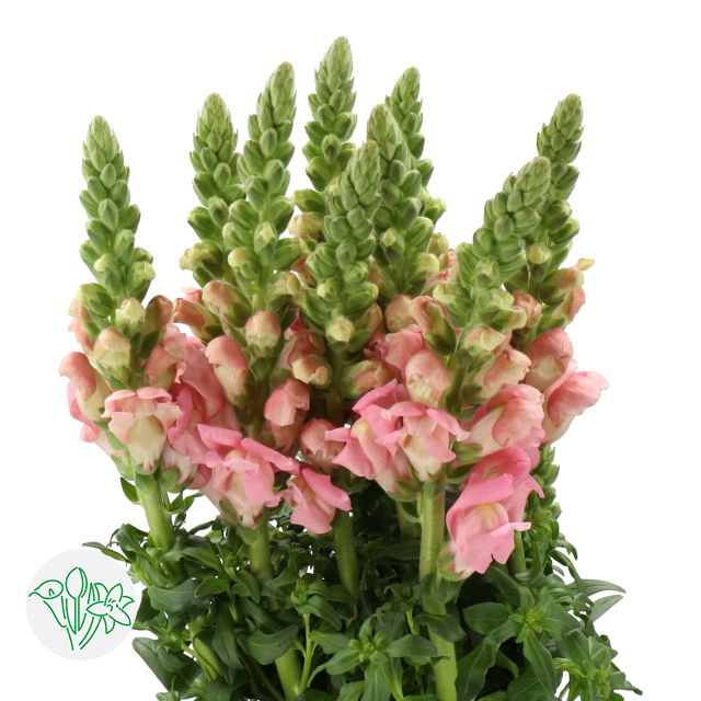 Snapdragon Legend Pink | Holex Flower