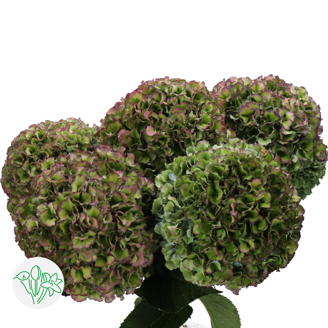Hydrangea Classic Royal Pride Green/Purple | Hydrangea Classic ...