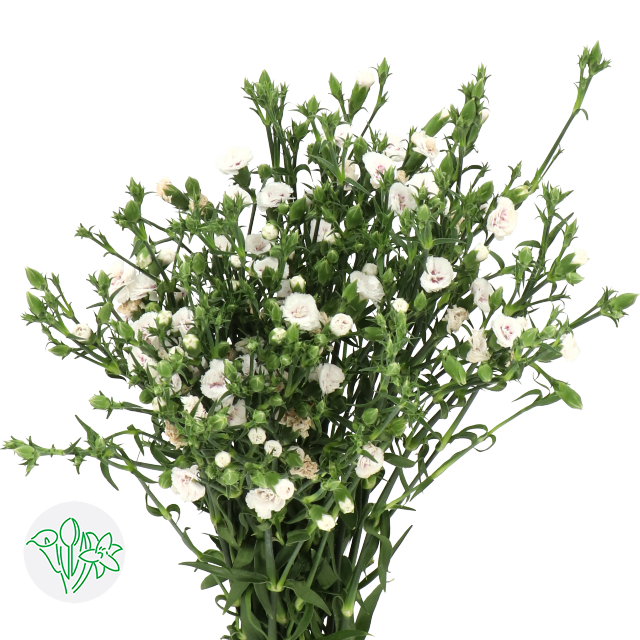 Carnation Spray Raffine Lois | Holex Flower