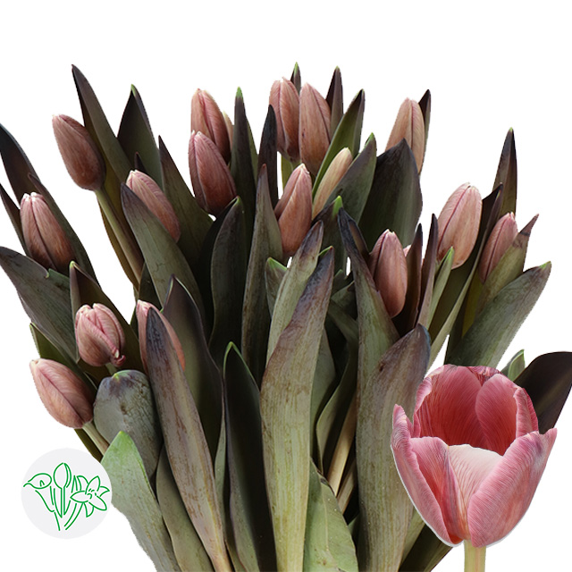 Tulip Dyed Brownies | Holex Flower
