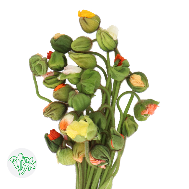 Papaver Flowered Poppy Bussana Mixed | Holex Flower
