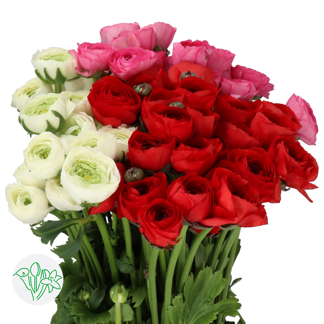 Ranunculus Xmas Assorted | Holex Flower