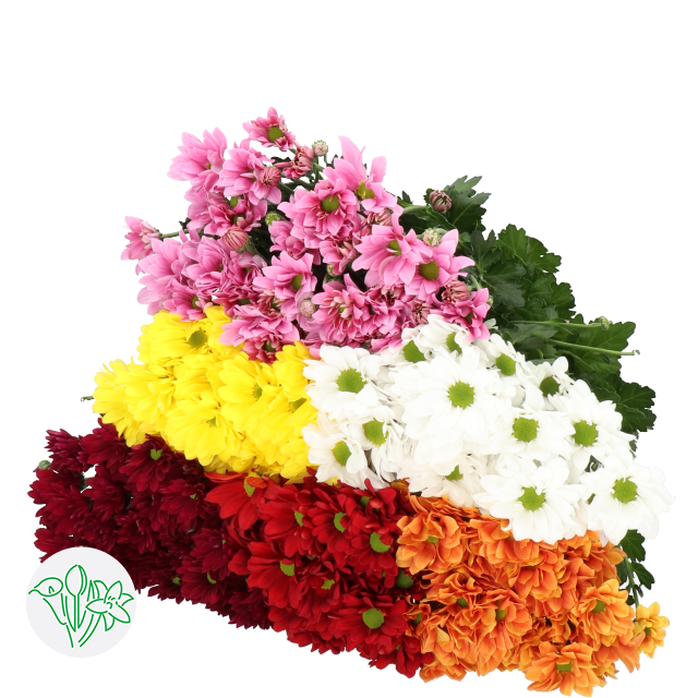Chrysanth Spray Reagan Assorted | Holex Flower