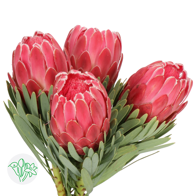 Protea Venus | Protea | Protea | Cape Greens, Proteas | Flowers | All ...