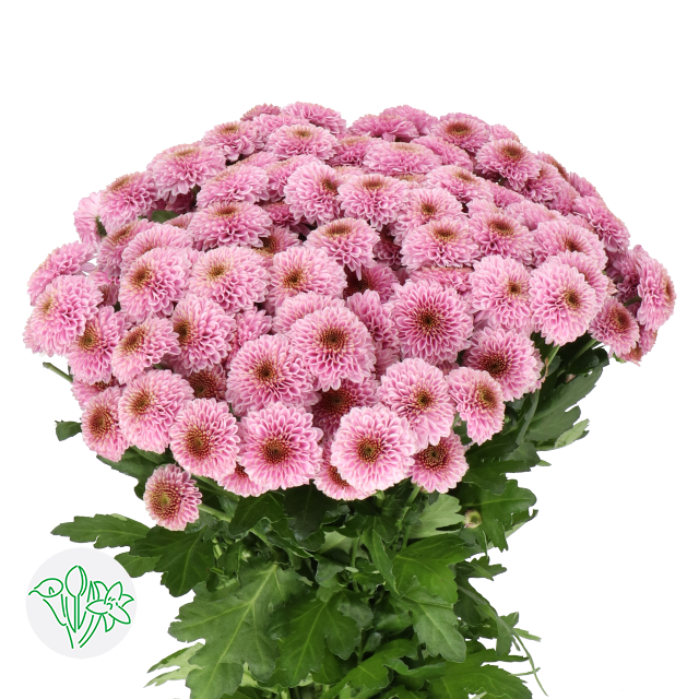 菊花-微型 粉 Doria Pink | Holex Flower