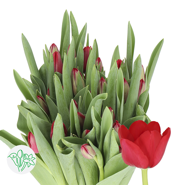Tulip Ile de France | Holex Flower