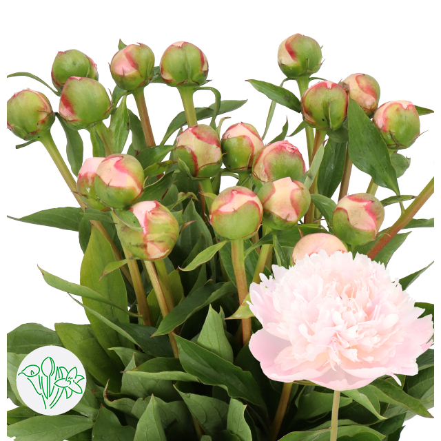 Paeonia Pecher | Holex Flower