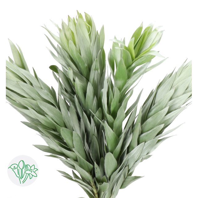 Leucadendron Argenteum Silverleaf | Holex Flower