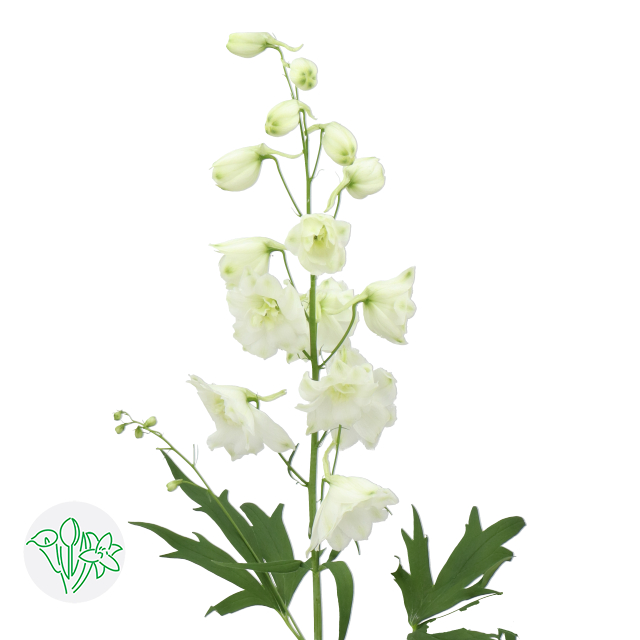 Delphinium Elatum Double Centurion White | Holex Flower