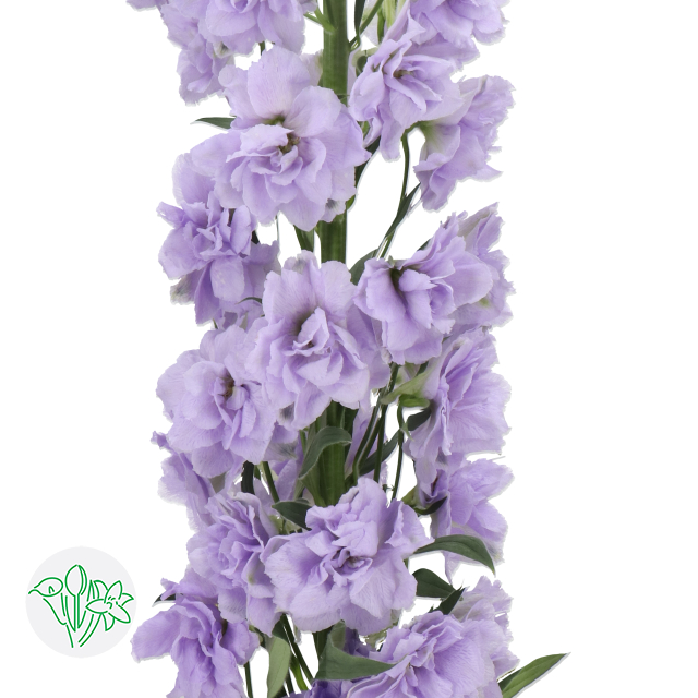 Delphinium Elatum Double Lavender Love | Holex Flower