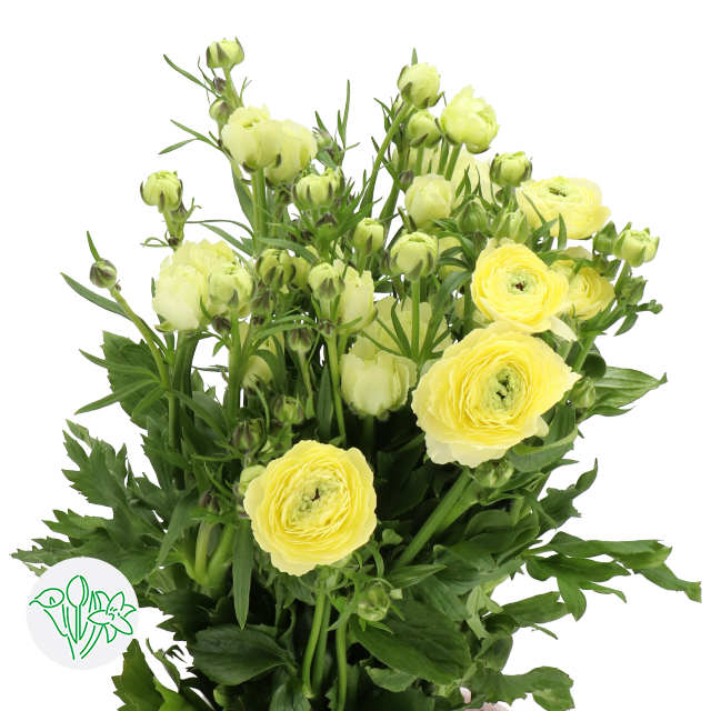 Ranunculus Moderna Limoncello | Holex Flower