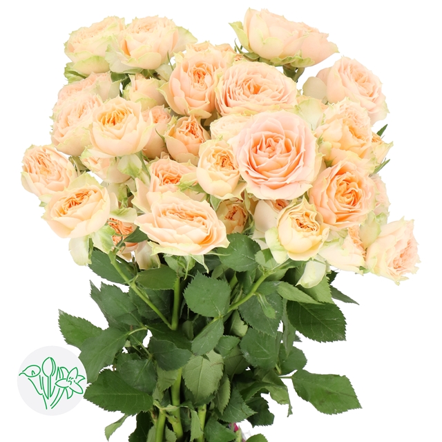 Rosa Spray Holly | Rosa Spray | Rosa Spray | Rosa | Flowers | All ...
